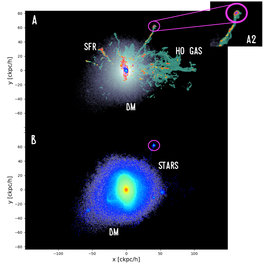 New Species of Dwarf Galaxy in the Galaxy Cluster Ecosystem? | astrobites